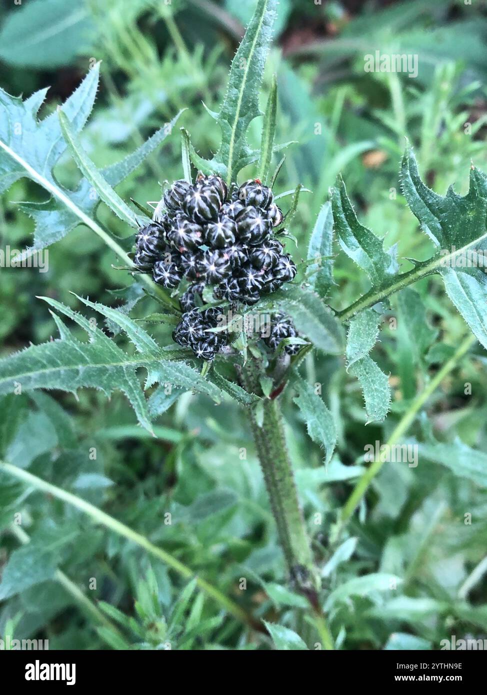 Beaked Hawksbeard (Crepis vesicaria Stock Photo - Alamy
