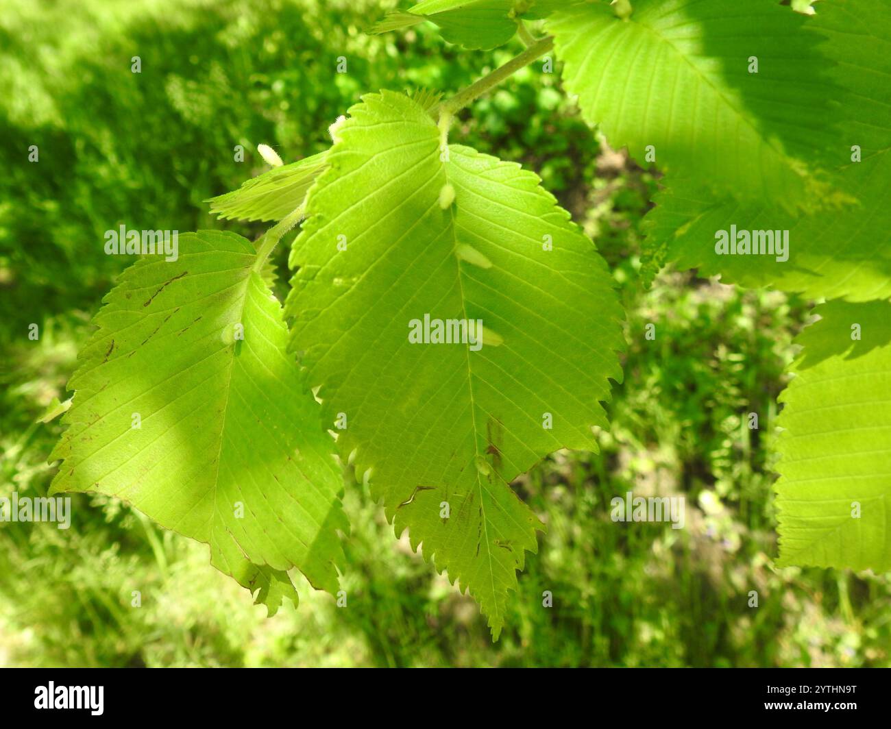 Elm Finger Gall Mite (Aceria parulmi Stock Photo - Alamy