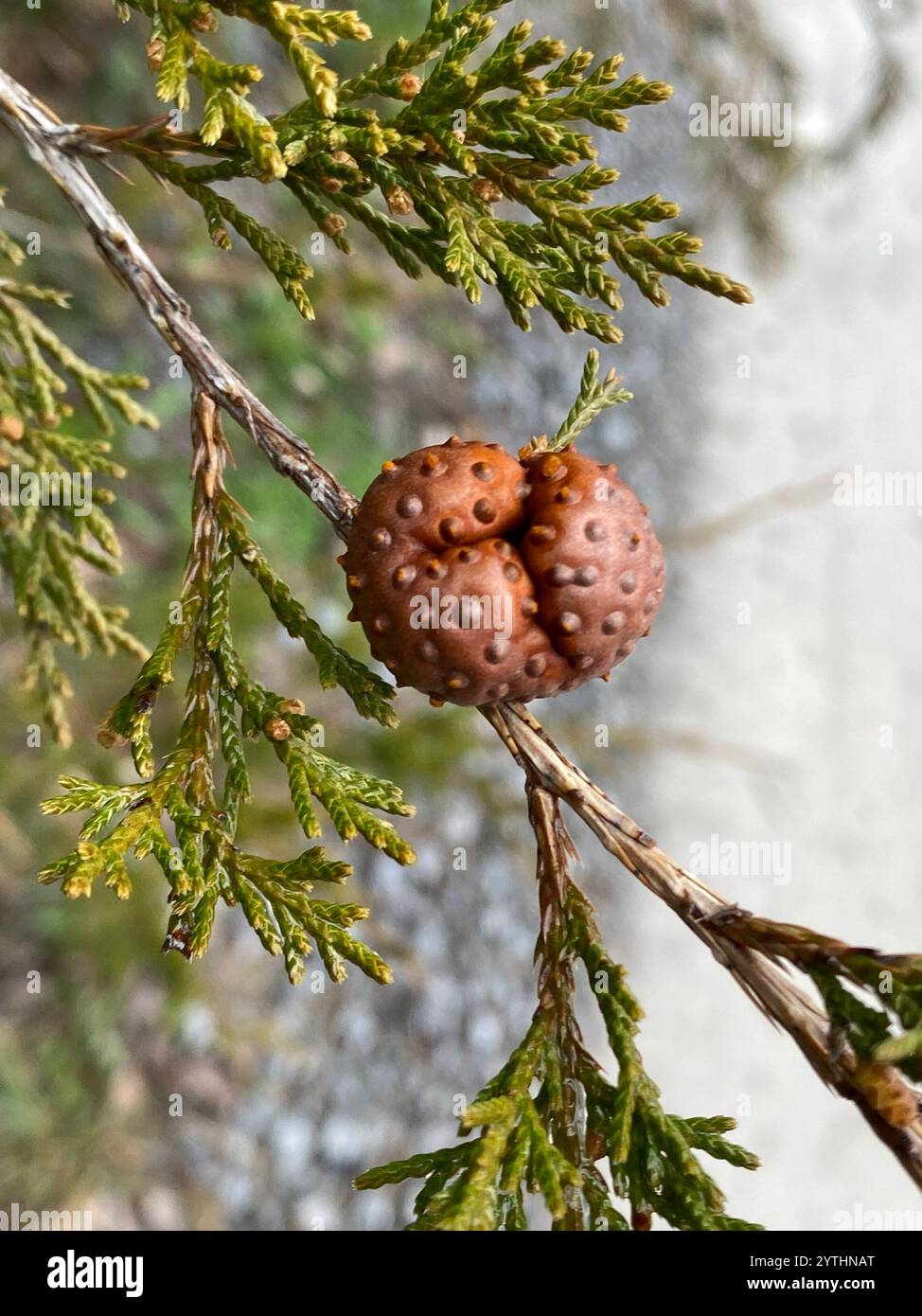 Cedar-apple rust (Gymnosporangium juniperi-virginianae Stock Photo - Alamy