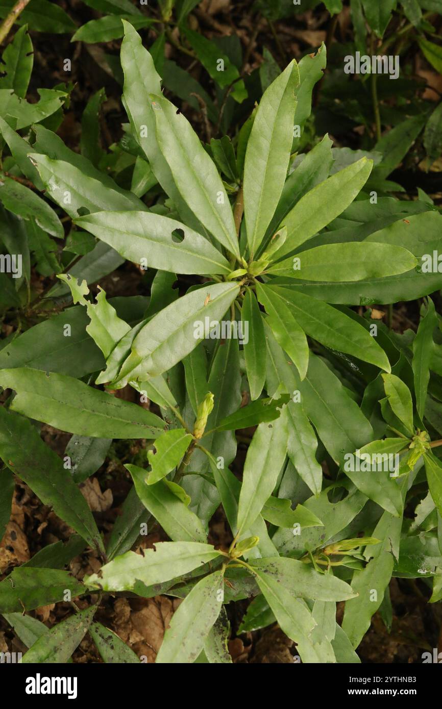 Common Rhododendron (Rhododendron ponticum Stock Photo - Alamy
