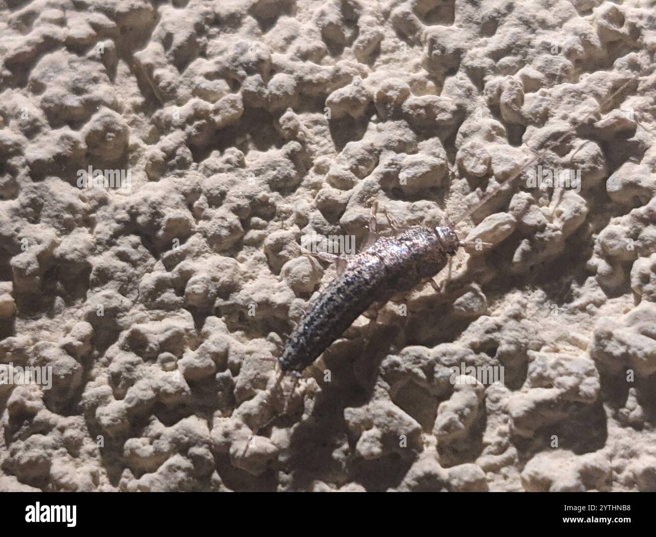 Ctenolepisma lineatum hi-res stock photography and images - Alamy