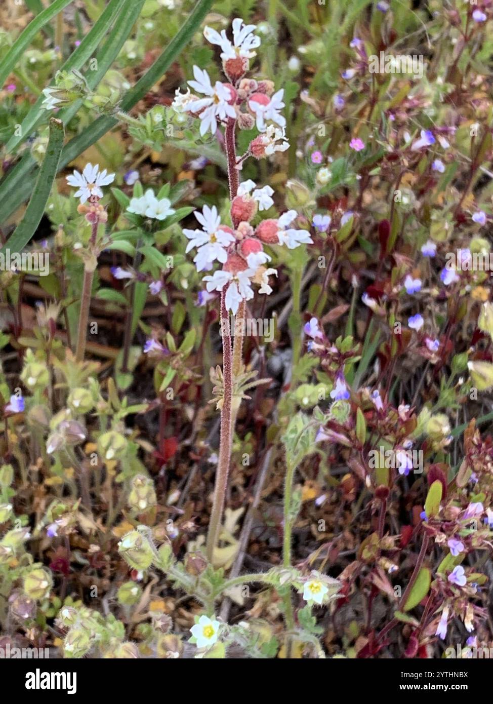 Bulbous woodland star (Lithophragma glabrum Stock Photo - Alamy