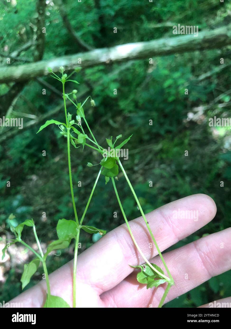 nodding chickweed (Cerastium nutans Stock Photo - Alamy