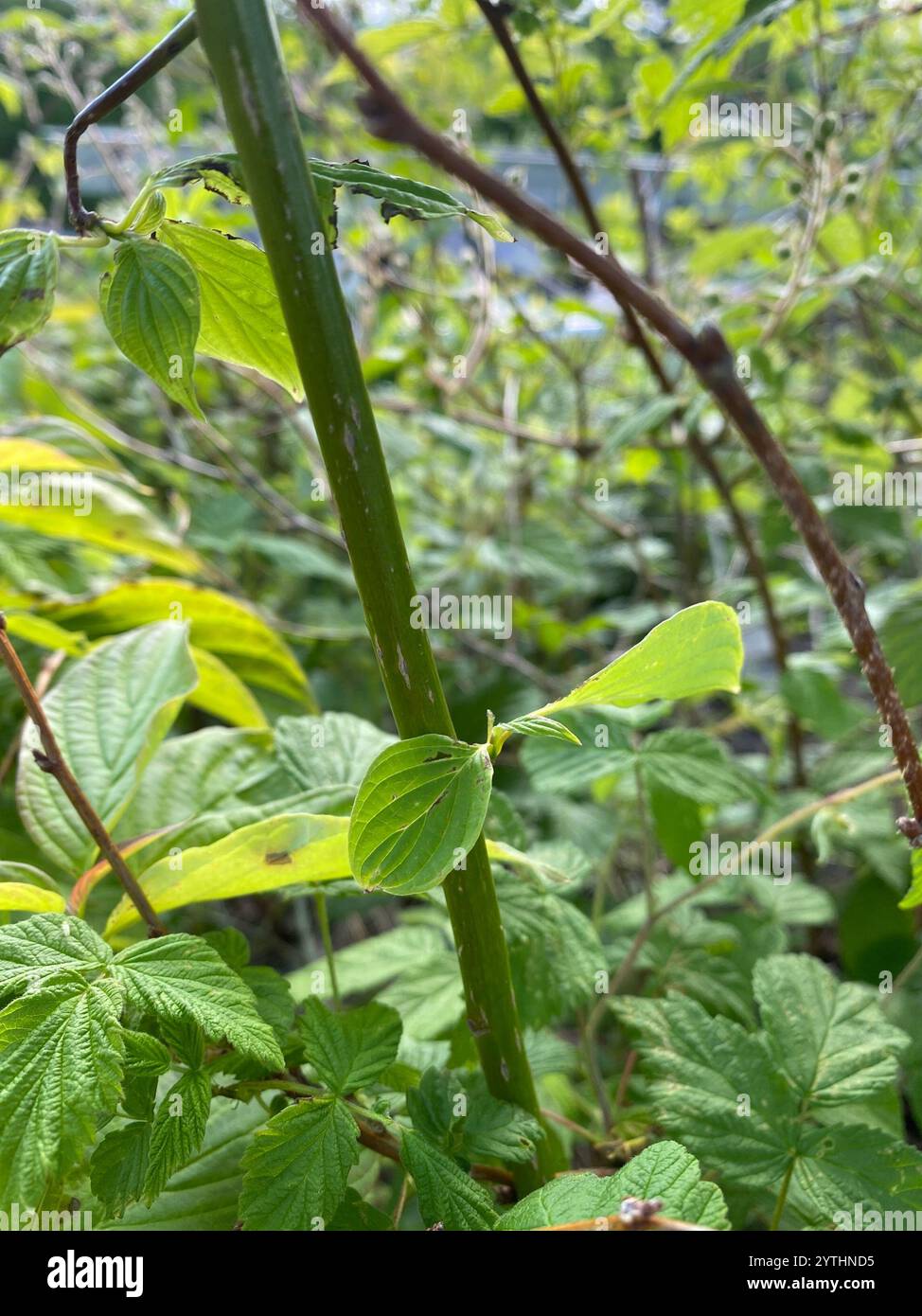 Round-leaved Dogwood (Cornus rugosa Stock Photo - Alamy
