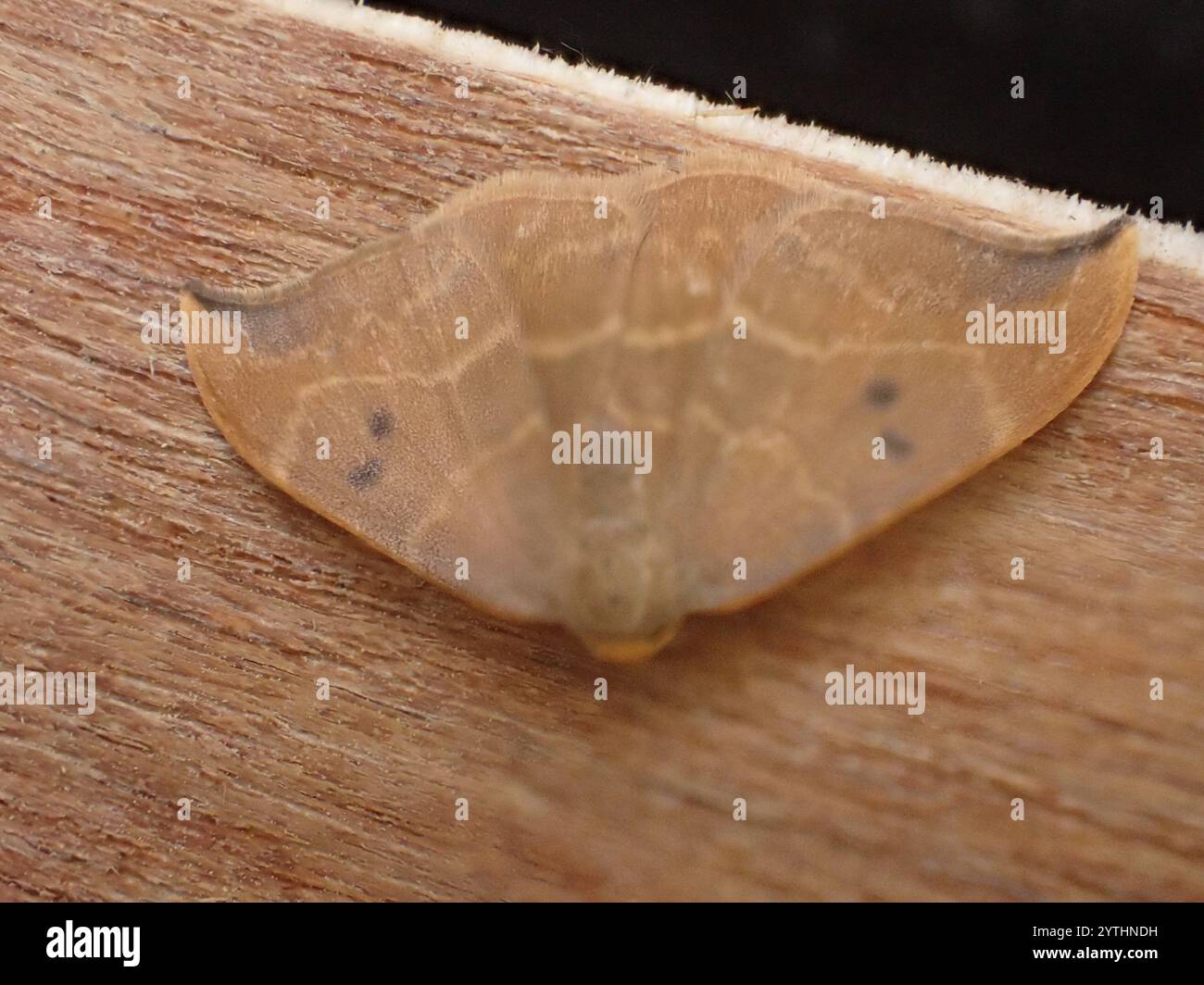 Oak Hook-tip (Watsonalla binaria Stock Photo - Alamy