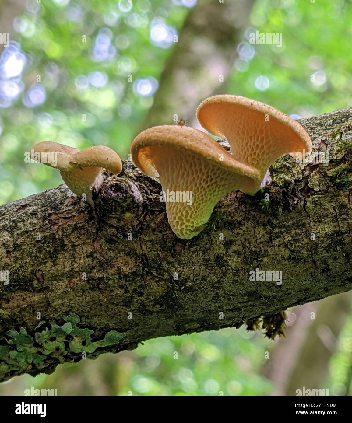 hexagonal-pored polypore (Neofavolus alveolaris Stock Photo - Alamy