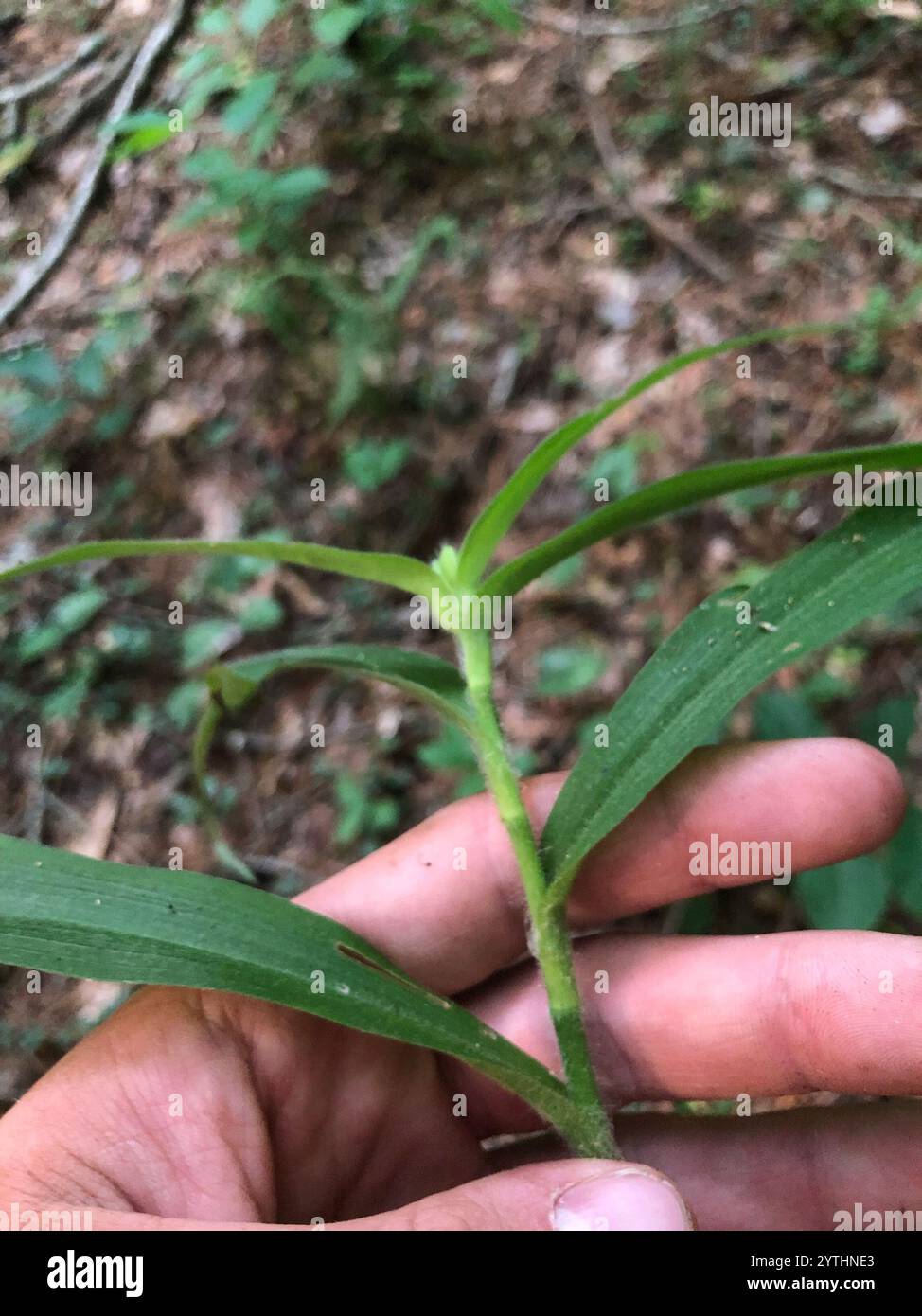 Zigzag Spiderwort (Tradescantia subaspera Stock Photo - Alamy