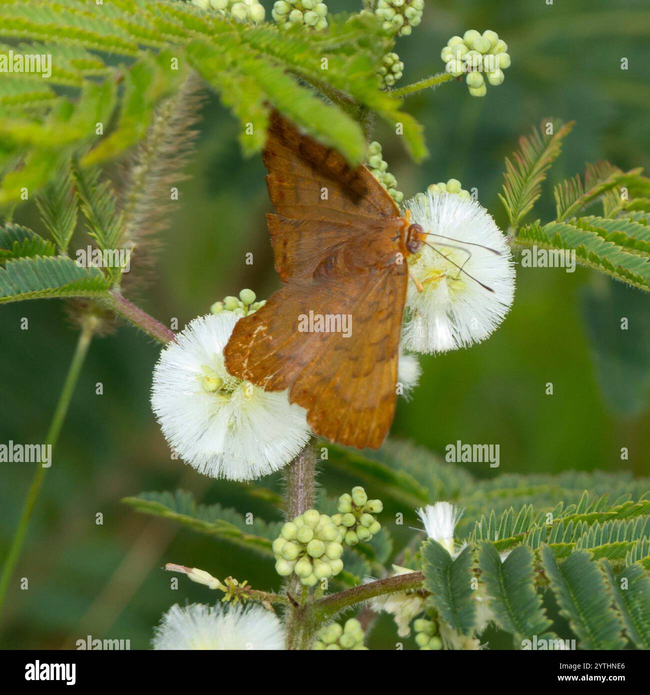 Falcate Emesis (Emesis tenedia Stock Photo - Alamy