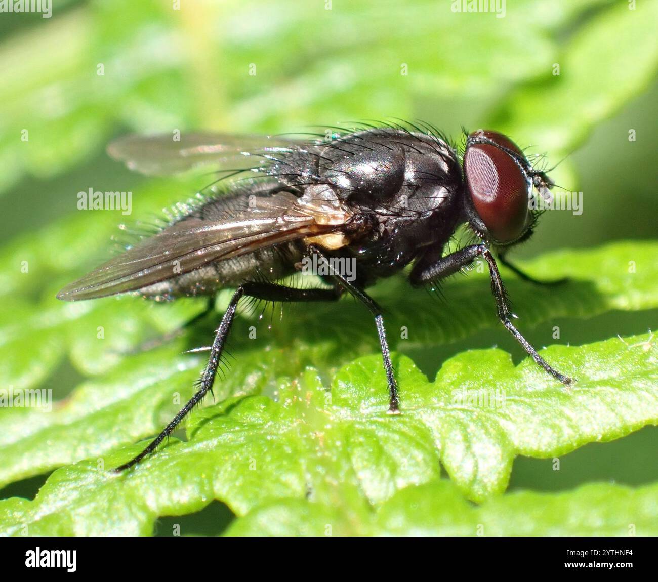 Black Dump Flies (Hydrotaea Stock Photo - Alamy
