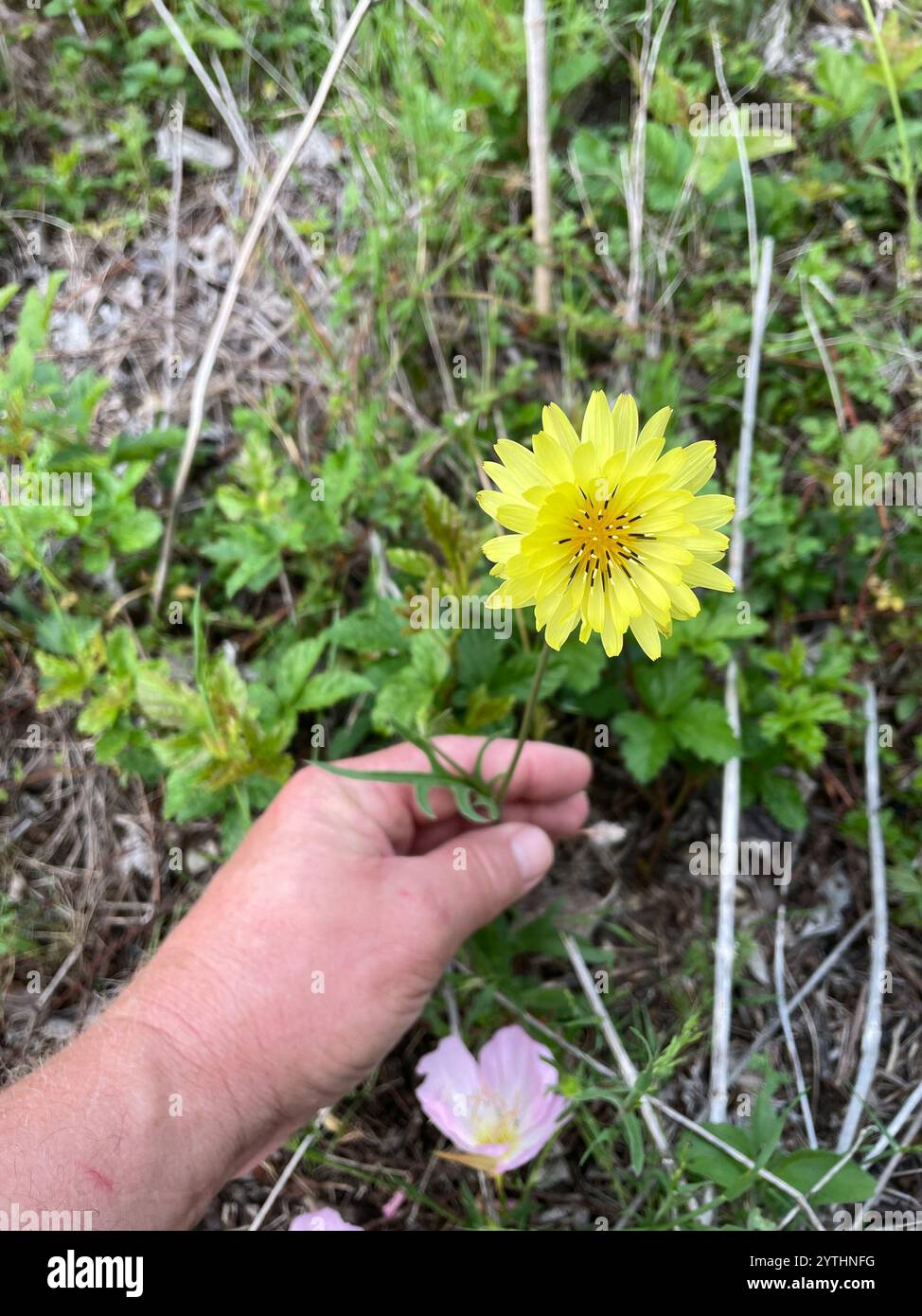smallflower desert-chicory (Pyrrhopappus pauciflorus Stock Photo - Alamy
