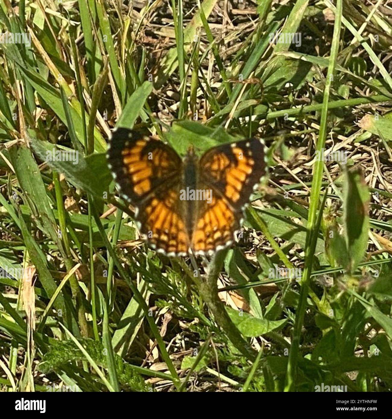 Chlosyne harrisii hi-res stock photography and images - Alamy