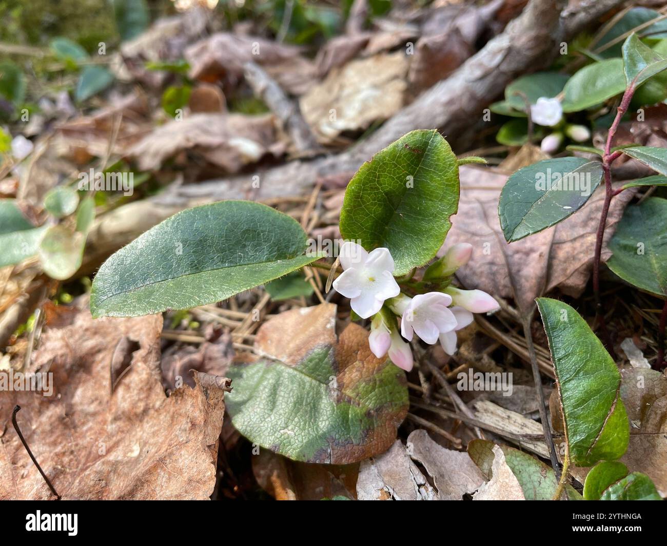 trailing arbutus (Epigaea repens Stock Photo - Alamy