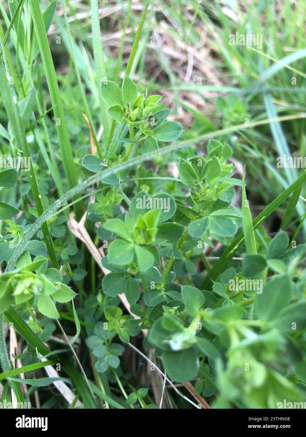 bird's-foot trefoils (Lotus Stock Photo - Alamy