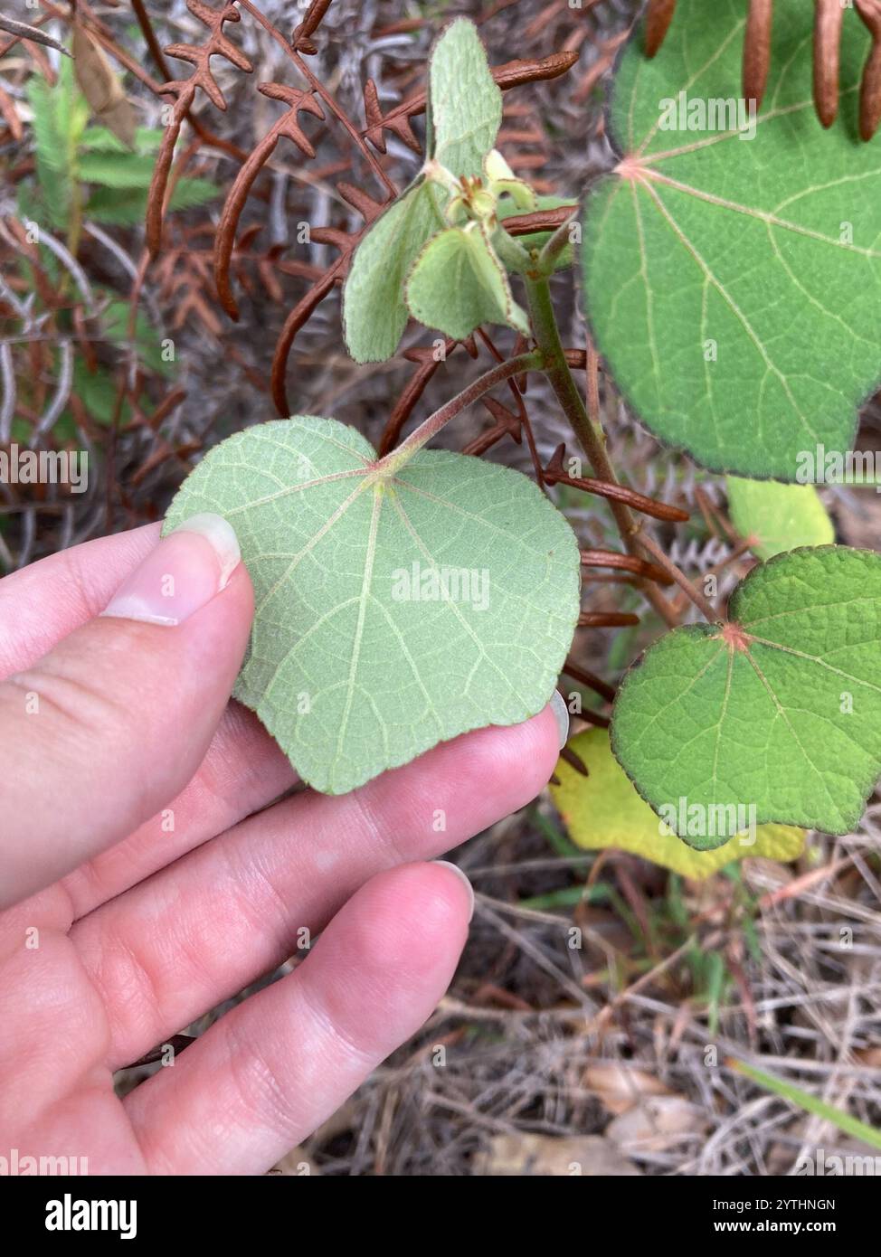 Caesar weed (Urena lobata Stock Photo - Alamy