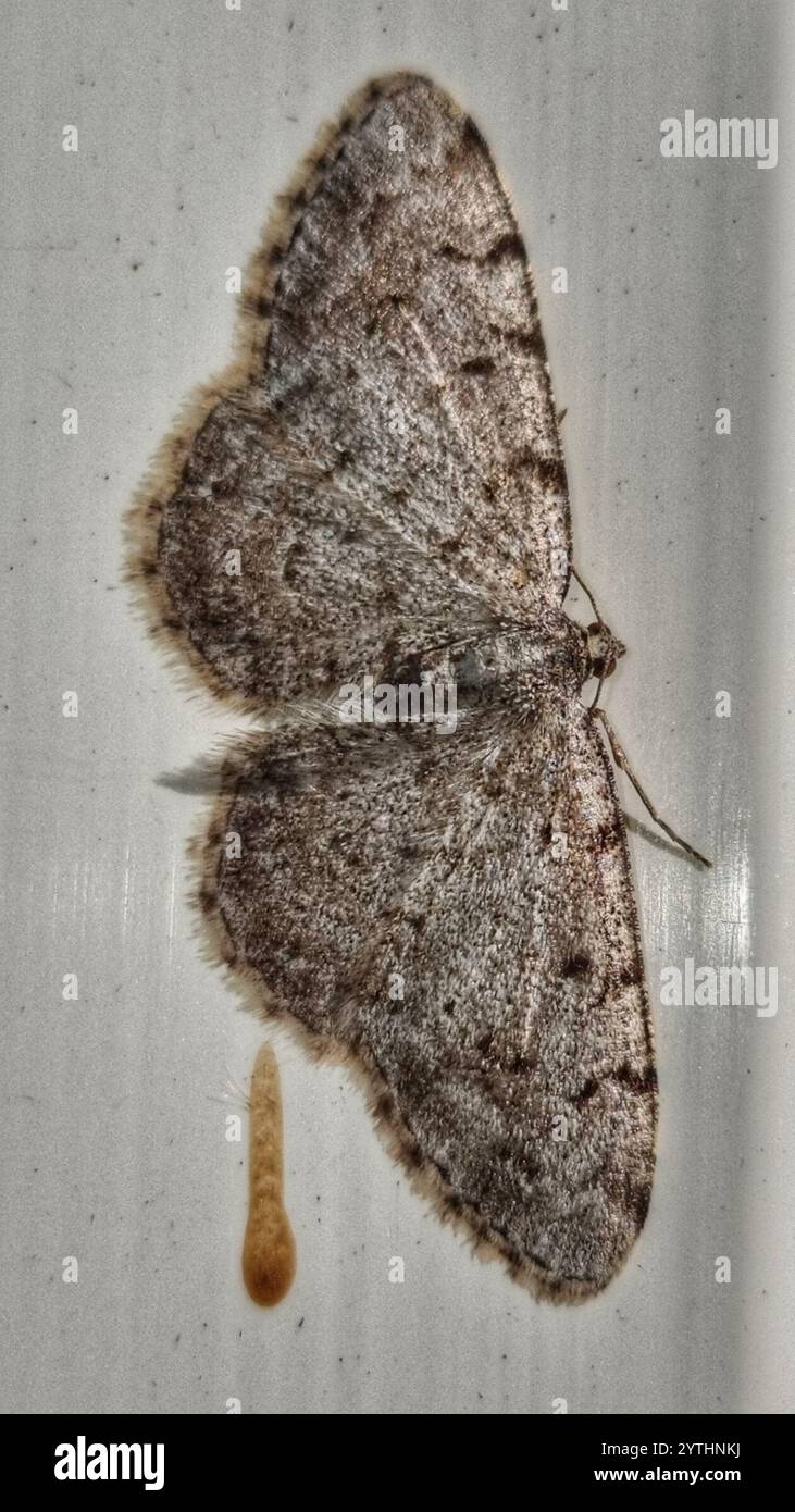 Grey birch moth hi-res stock photography and images - Alamy
