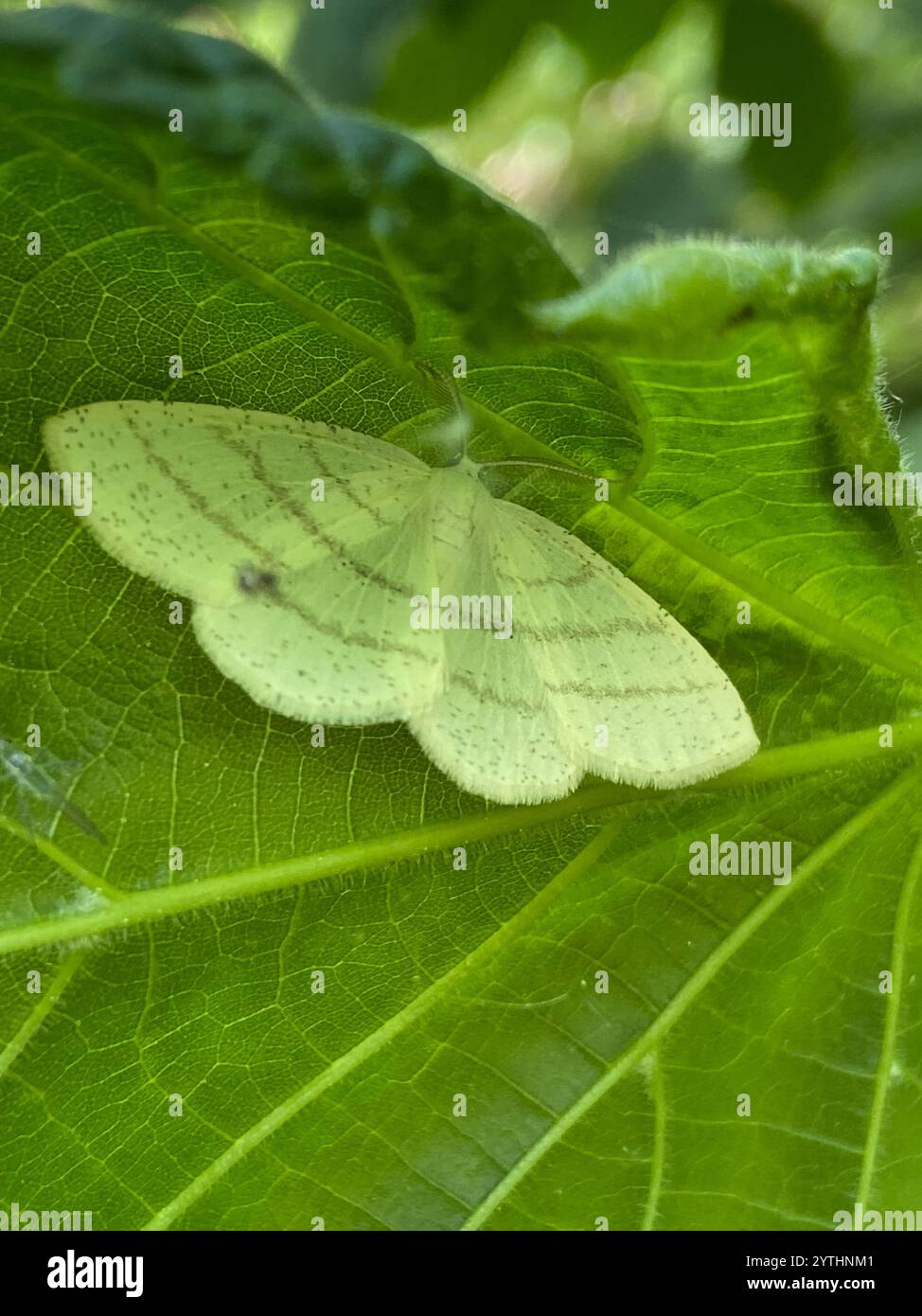 Common White Wave (Cabera pusaria Stock Photo - Alamy