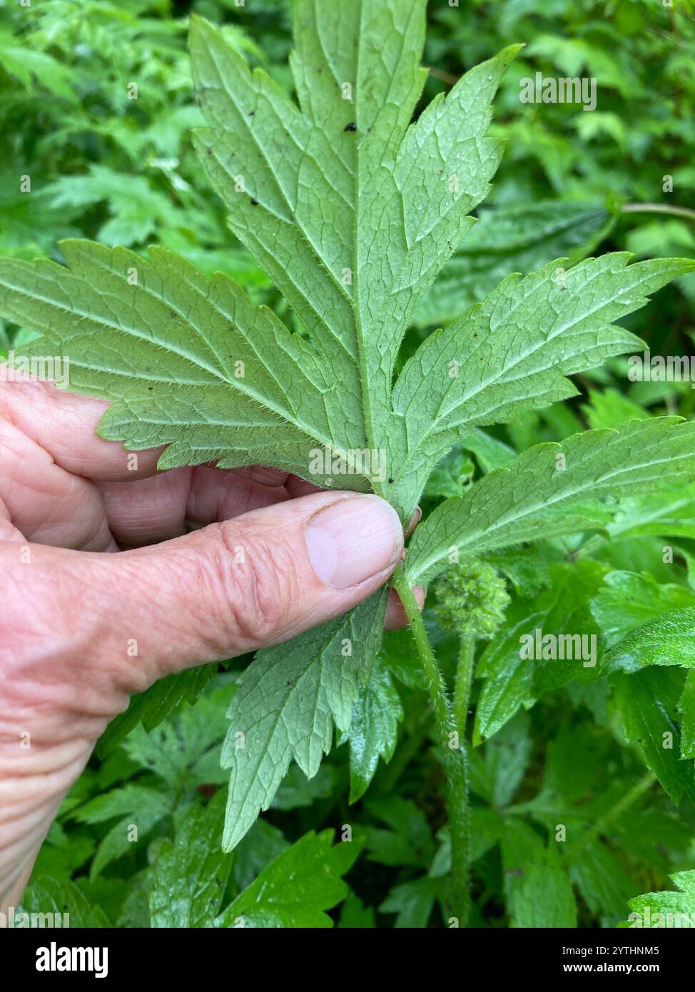 Pacific Waterleaf (Hydrophyllum tenuipes Stock Photo - Alamy