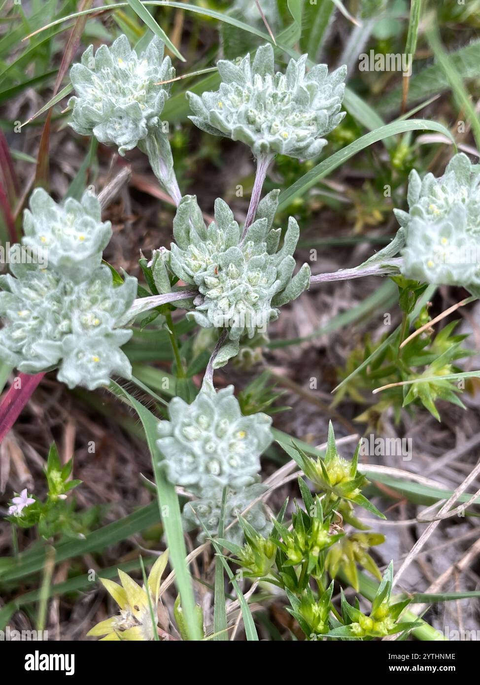 flathead rabbit tobacco (Diaperia prolifera Stock Photo - Alamy