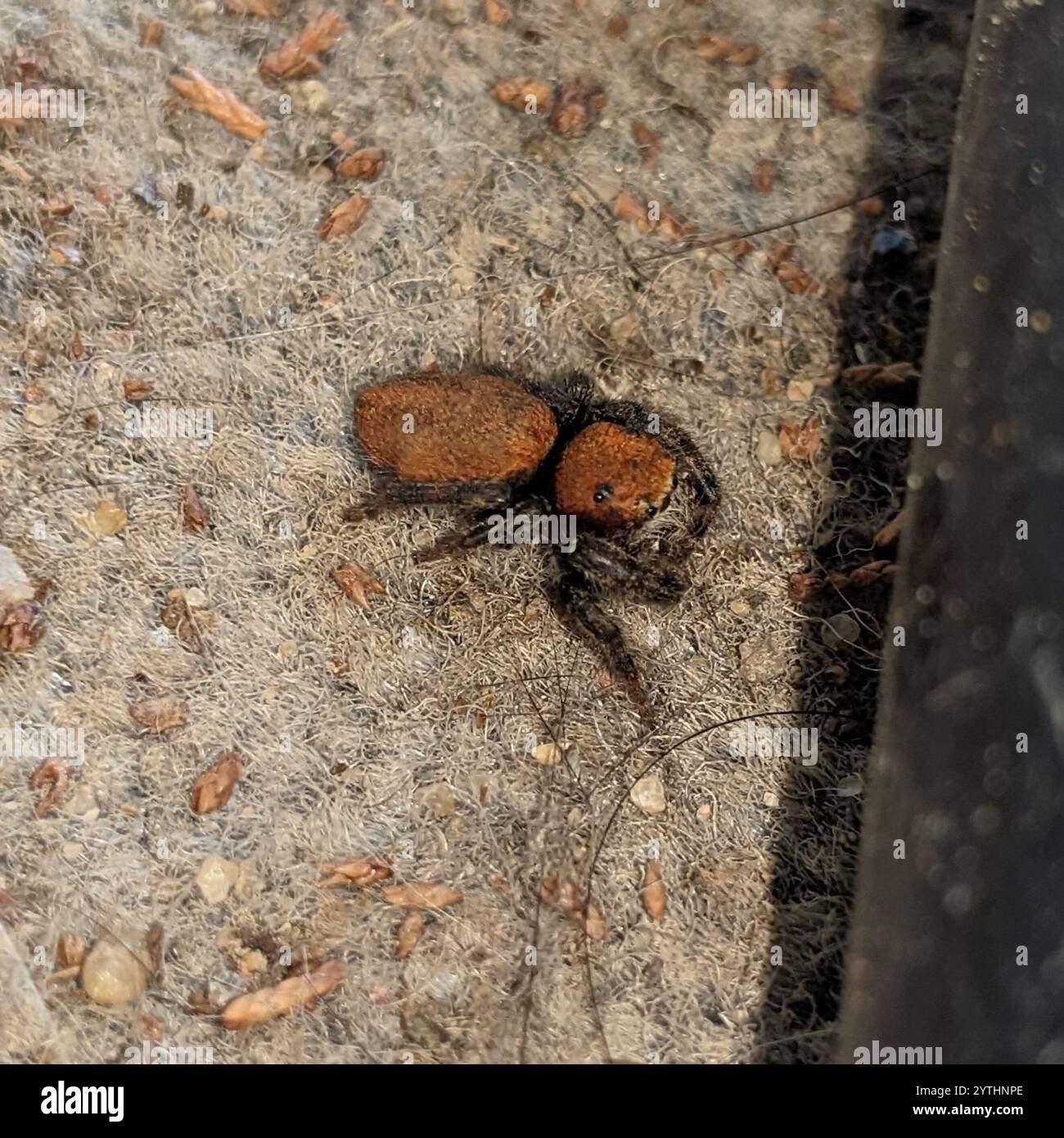 Cardinal Jumping Spider (Phidippus cardinalis Stock Photo - Alamy