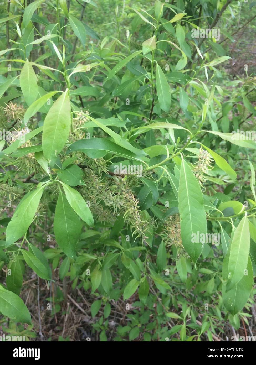 pussy willow (Salix discolor Stock Photo - Alamy