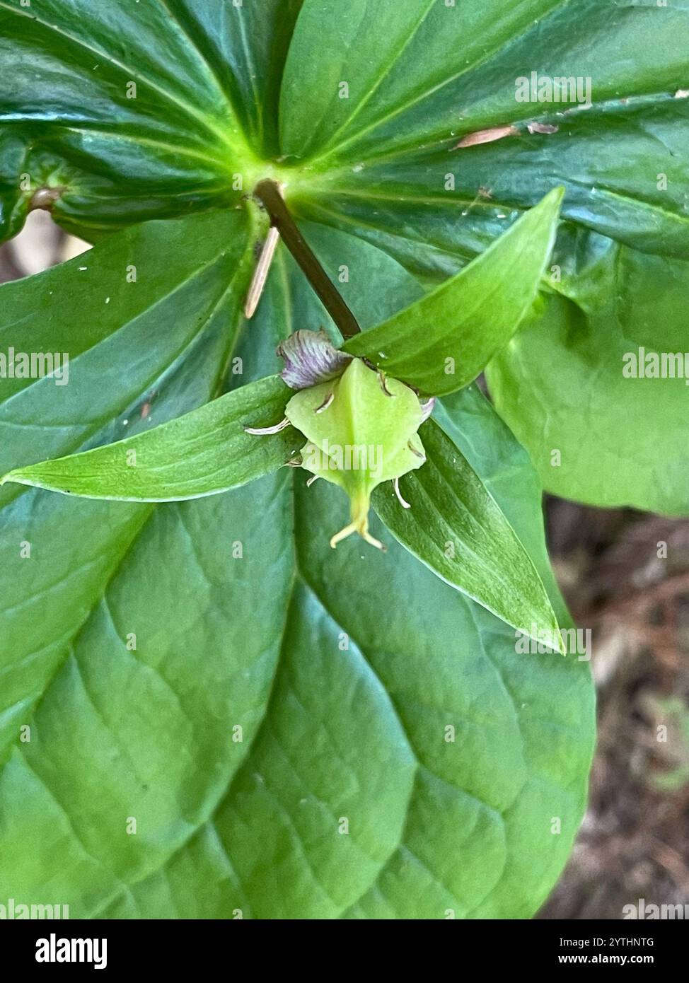 Pacific trillium (Trillium ovatum Stock Photo - Alamy