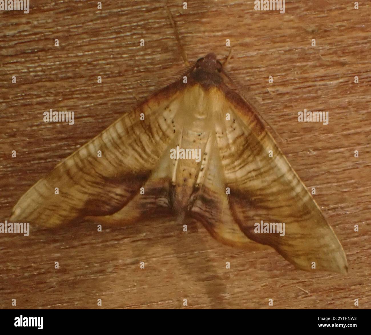 Scorched Wing (Plagodis dolabraria Stock Photo - Alamy