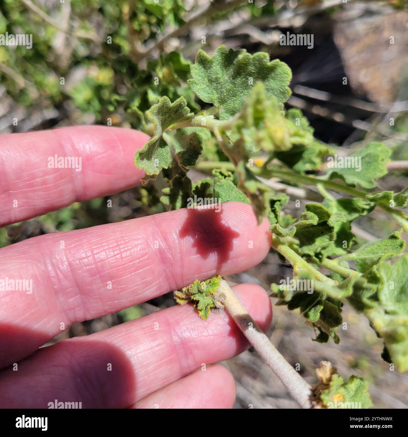 Tehachapi bushmallow (Malacothamnus orbiculatus Stock Photo - Alamy