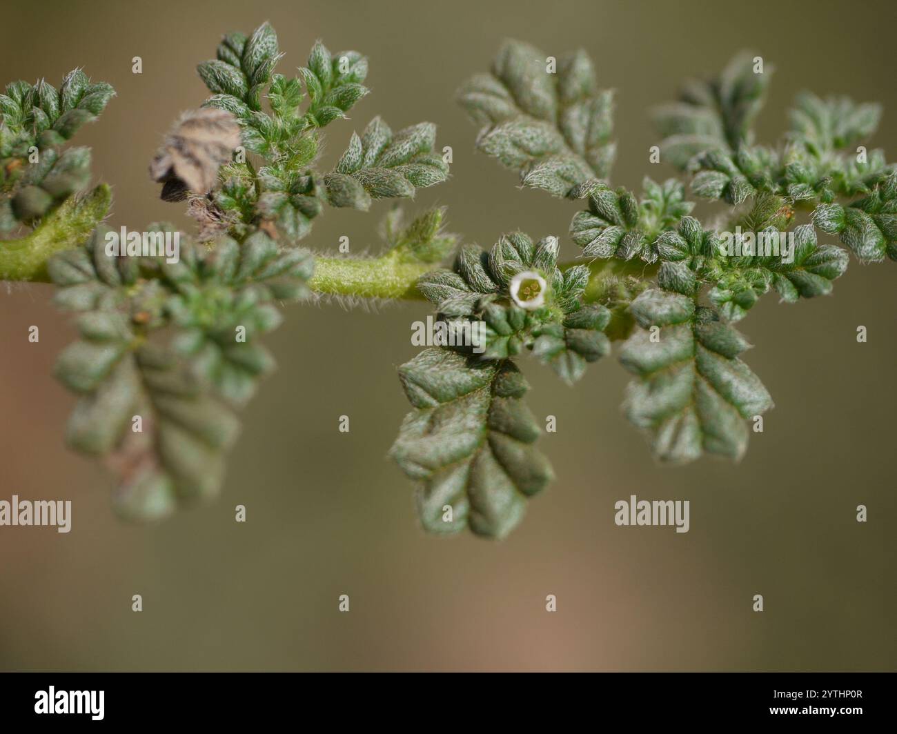 Coldenia hi-res stock photography and images - Alamy