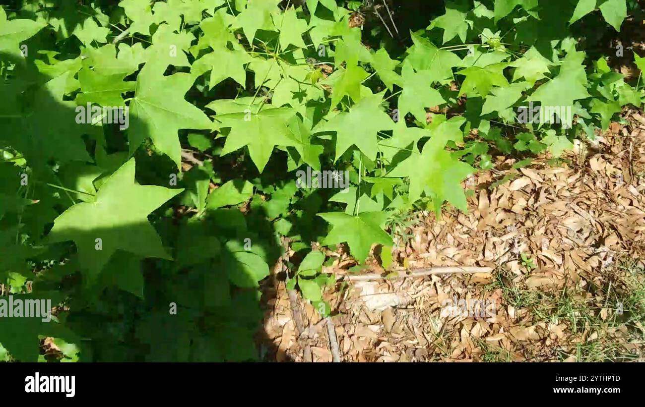 American sweetgum (Liquidambar styraciflua Stock Photo - Alamy