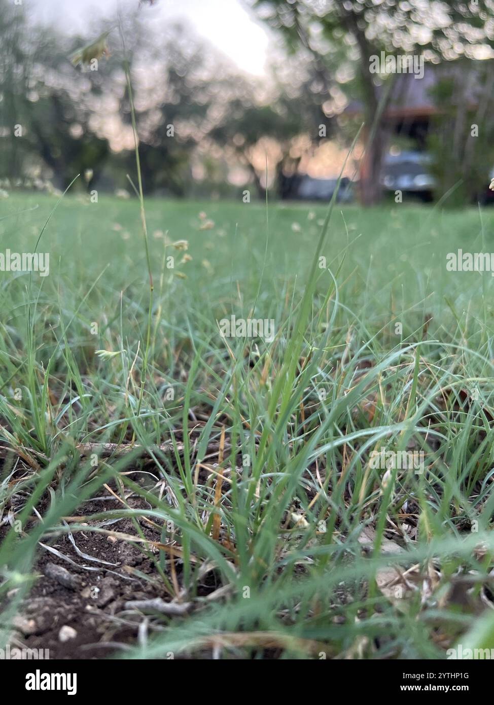 buffalograss (Bouteloua dactyloides Stock Photo - Alamy