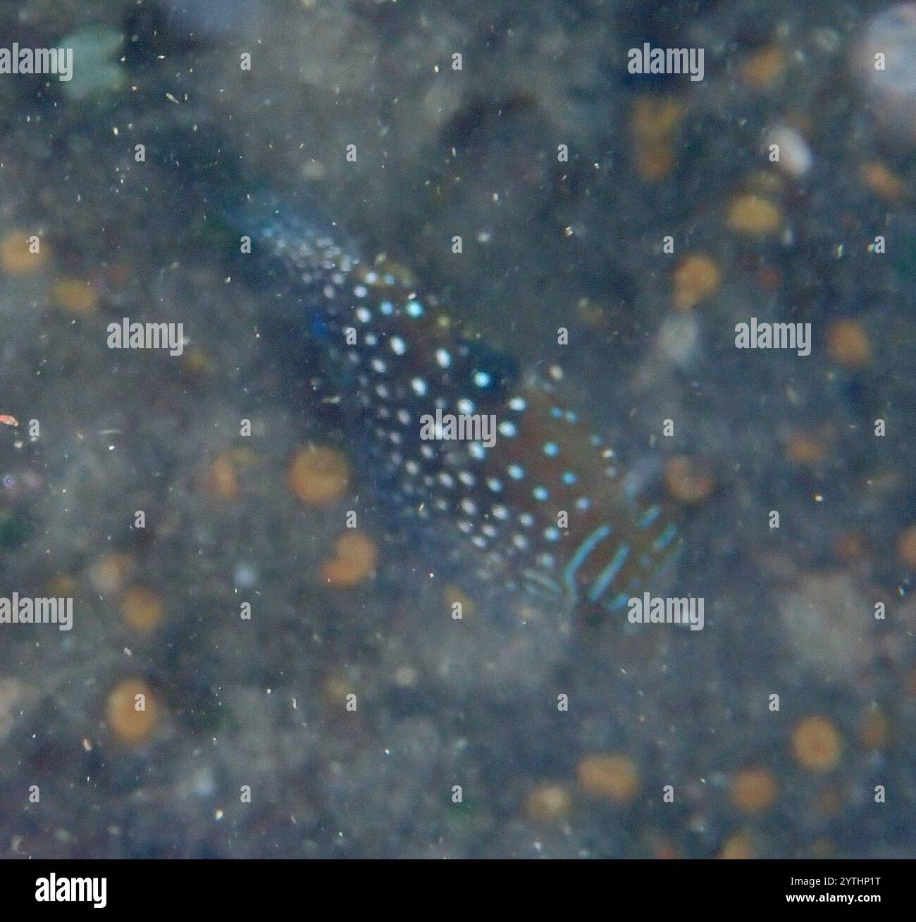 Ambon Toby (Canthigaster amboinensis Stock Photo - Alamy