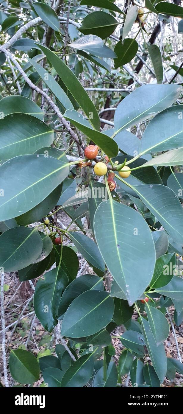 Port Jackson fig (Ficus rubiginosa Stock Photo - Alamy