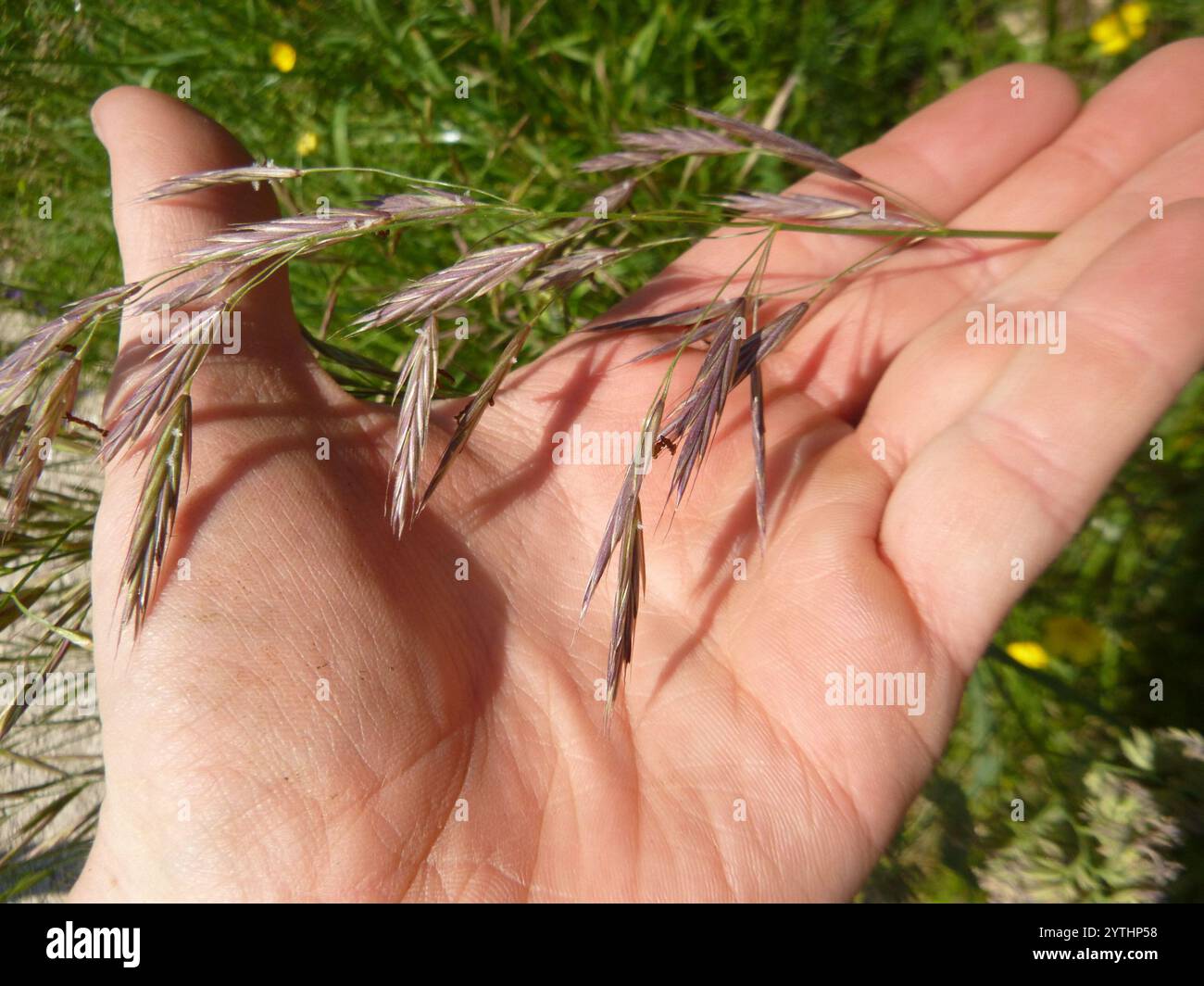 Upright Brome (Bromus erectus Stock Photo - Alamy