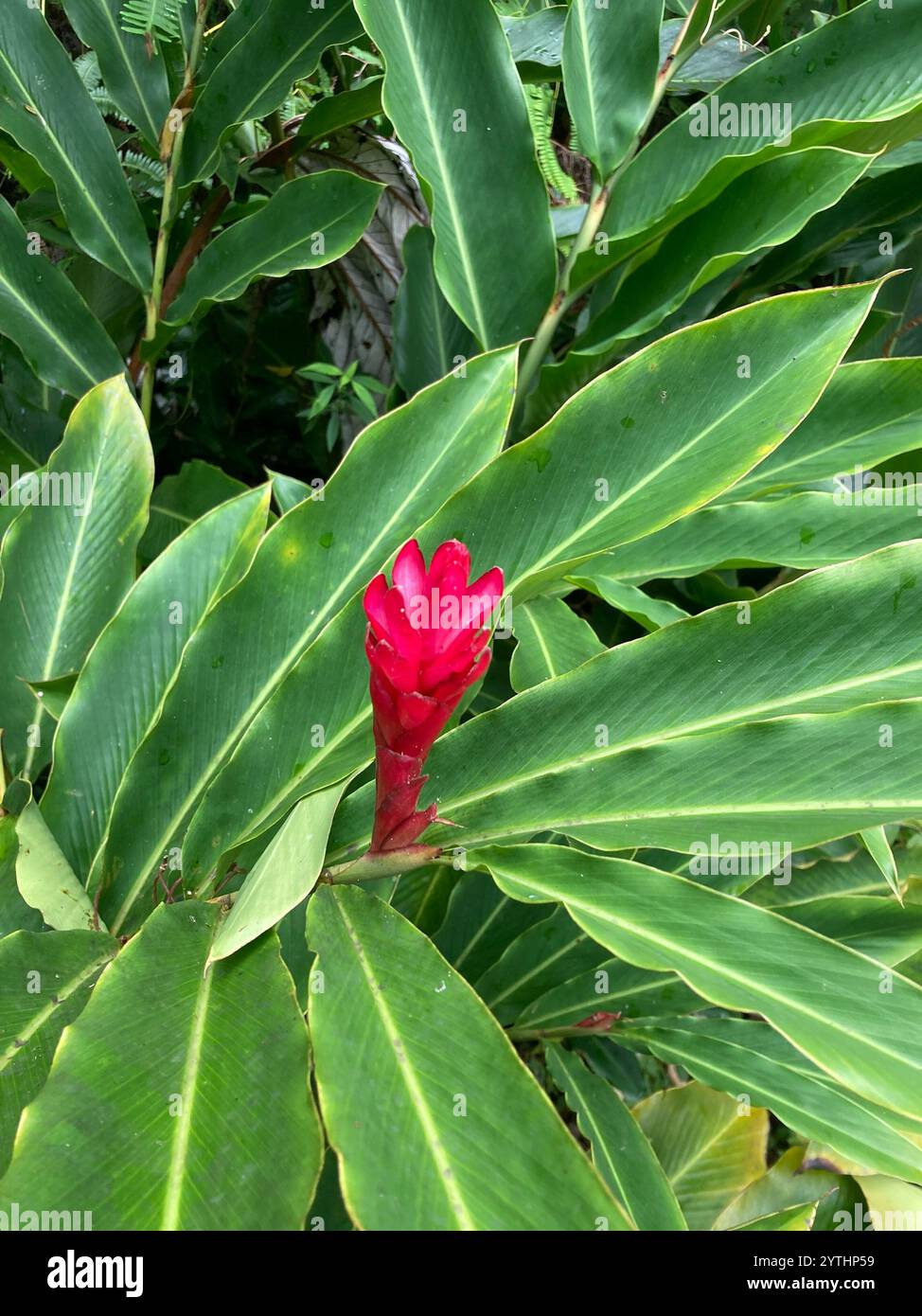 Red Ginger (Alpinia purpurata Stock Photo - Alamy