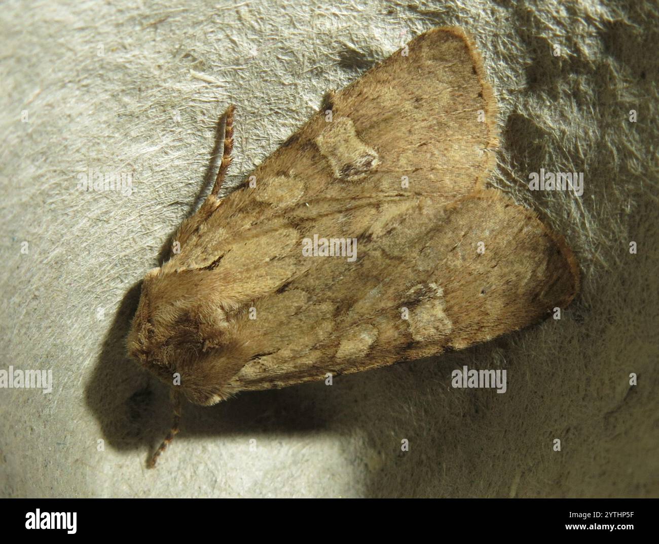 Sordens hi-res stock photography and images - Alamy