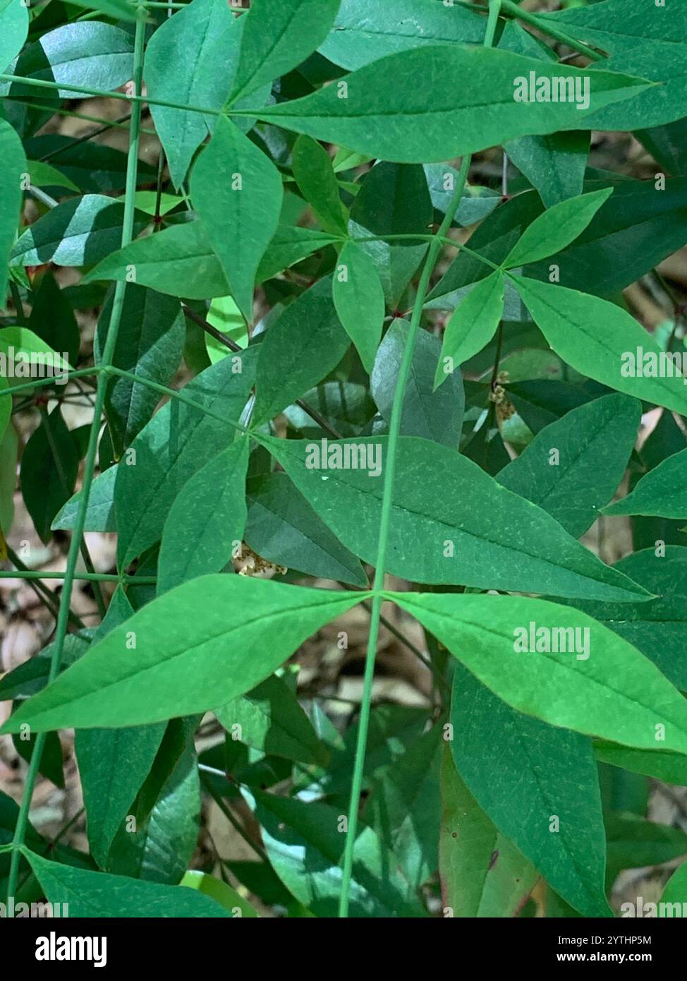 Heavenly bamboo (Nandina domestica Stock Photo - Alamy