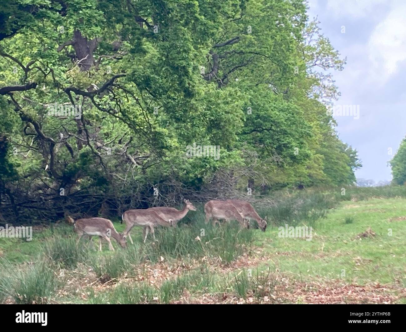 European Fallow Deer (Dama dama Stock Photo - Alamy