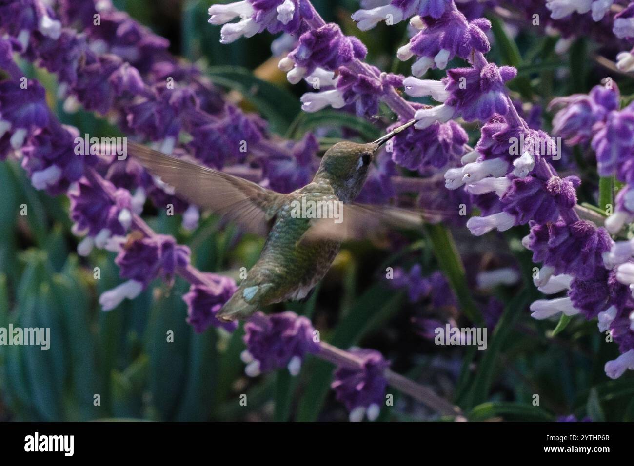 Anna's Hummingbird (Calypte anna Stock Photo - Alamy