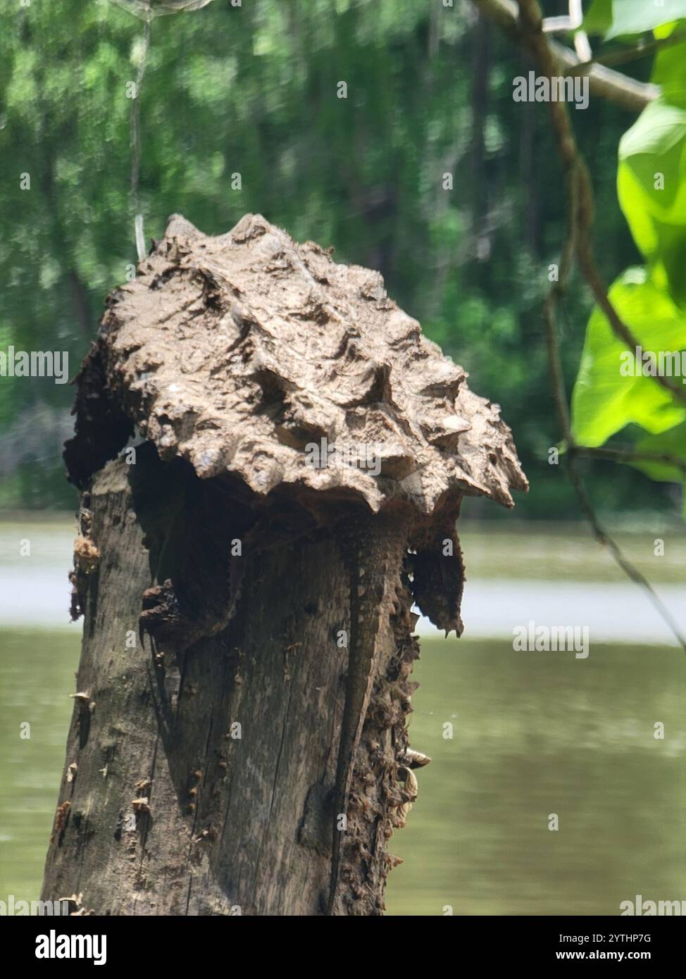 Alligator Snapping Turtle (Macrochelys temminckii Stock Photo - Alamy