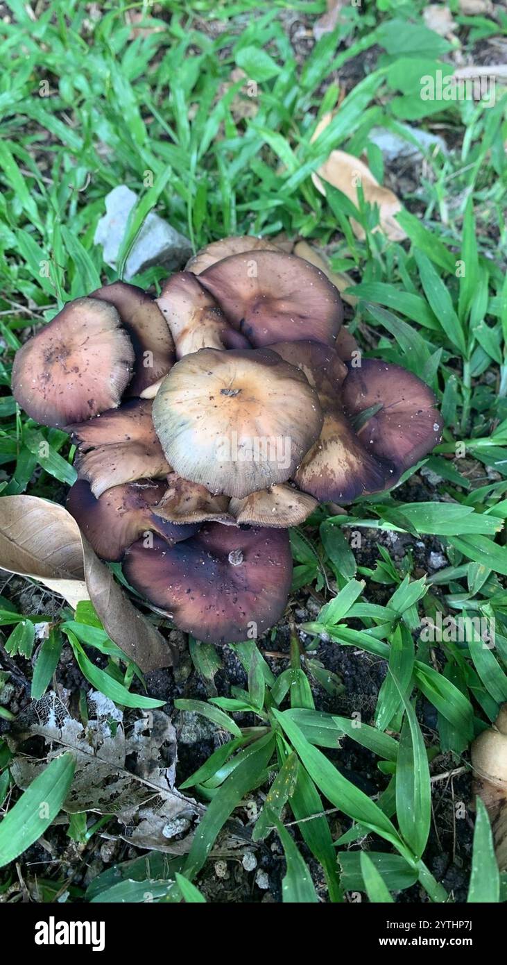 Common Ink Cap (Coprinopsis atramentaria Stock Photo - Alamy