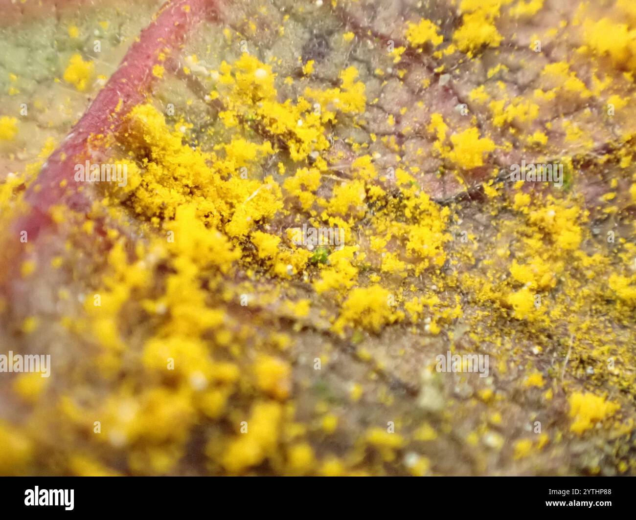 Red Raspberry Yellow Rust (Phragmidium rubi-idaei Stock Photo - Alamy