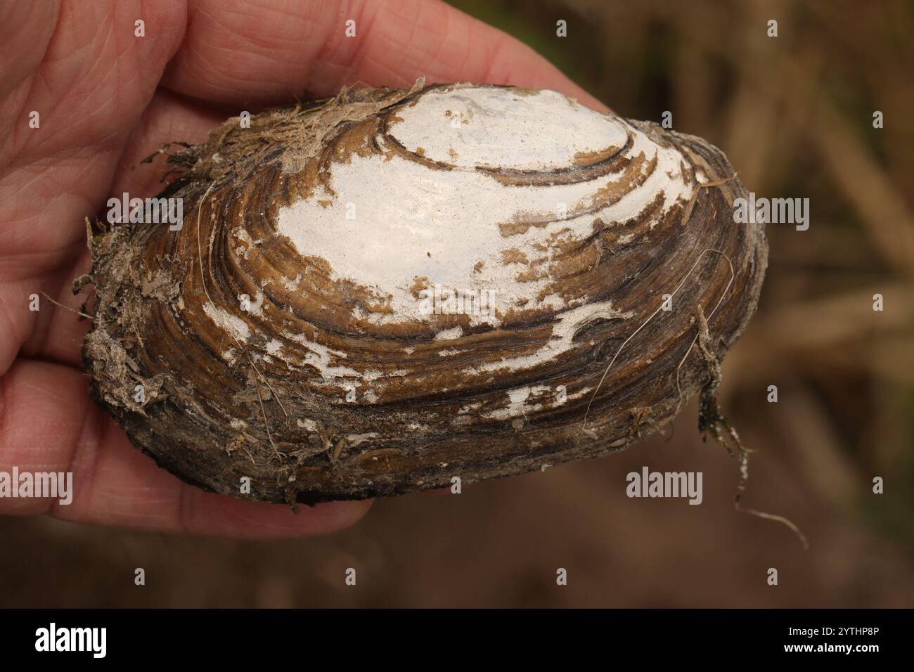 Duck Mussel (Anodonta anatina Stock Photo - Alamy