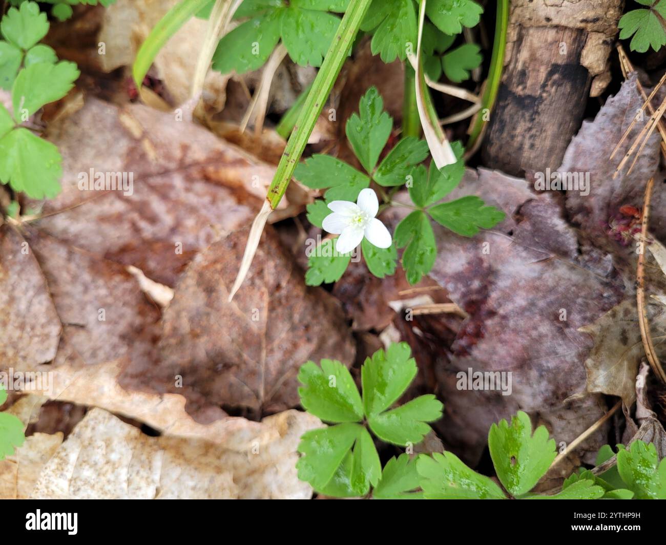 wood anemone (Anemonoides quinquefolia Stock Photo - Alamy