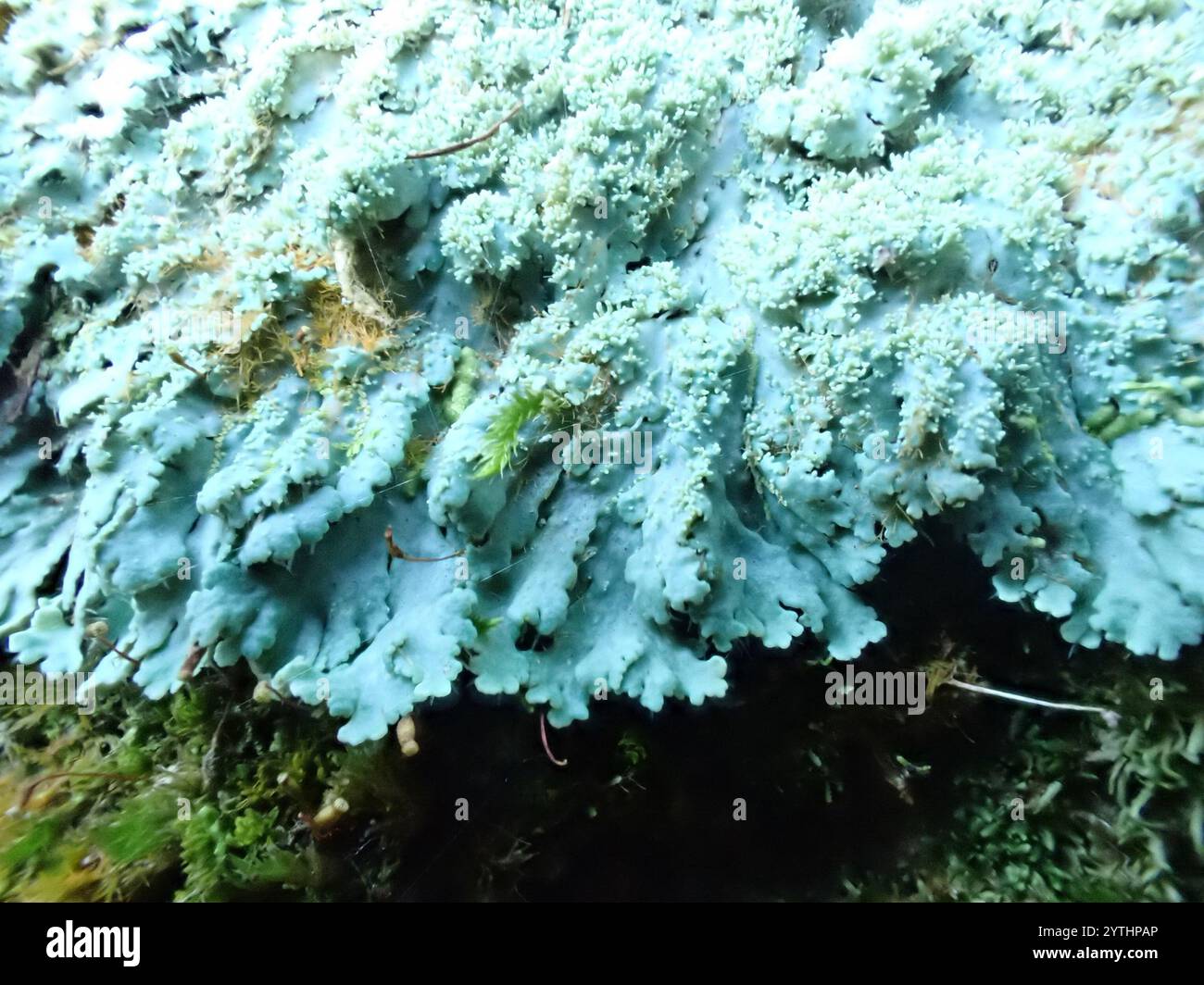 Fringe Lichens (Heterodermia Stock Photo - Alamy