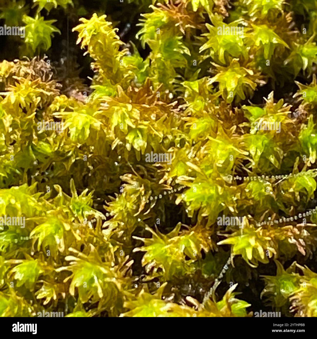 Anomodon hi-res stock photography and images - Alamy
