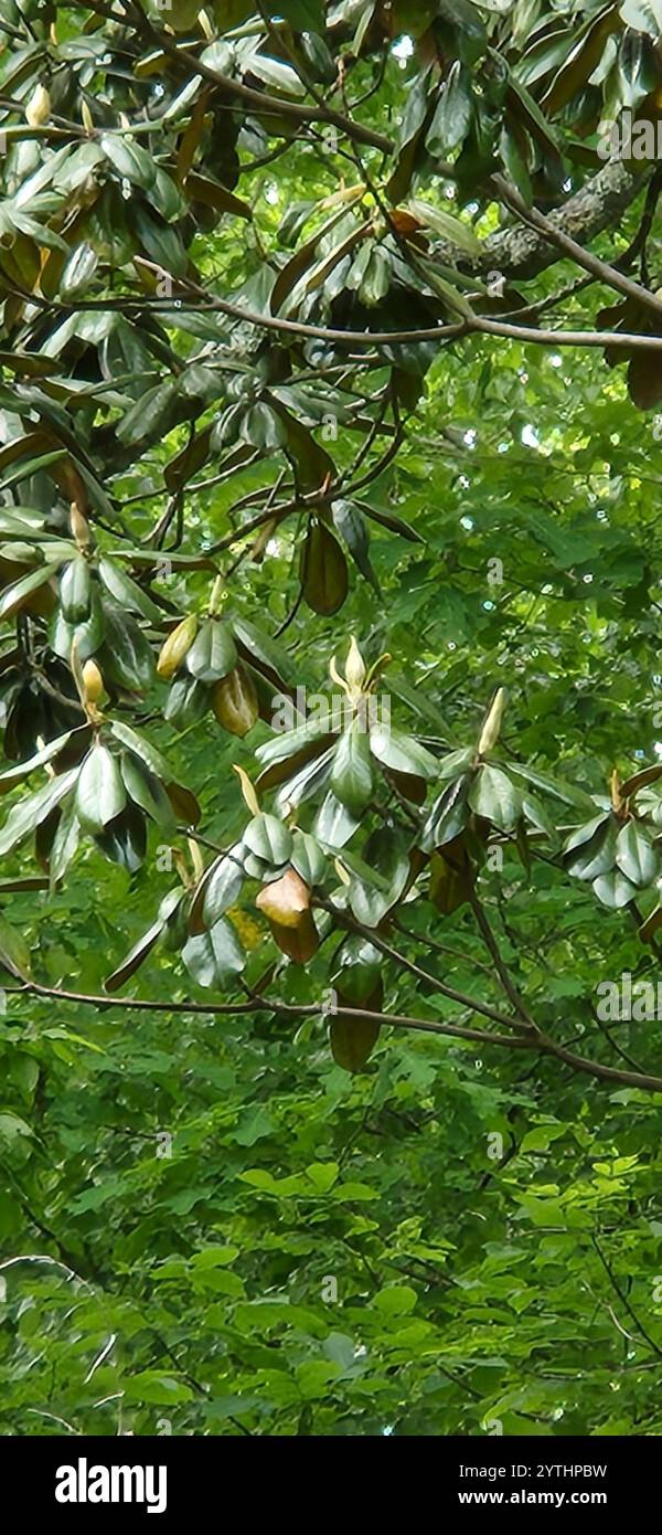 southern magnolia (Magnolia grandiflora Stock Photo - Alamy