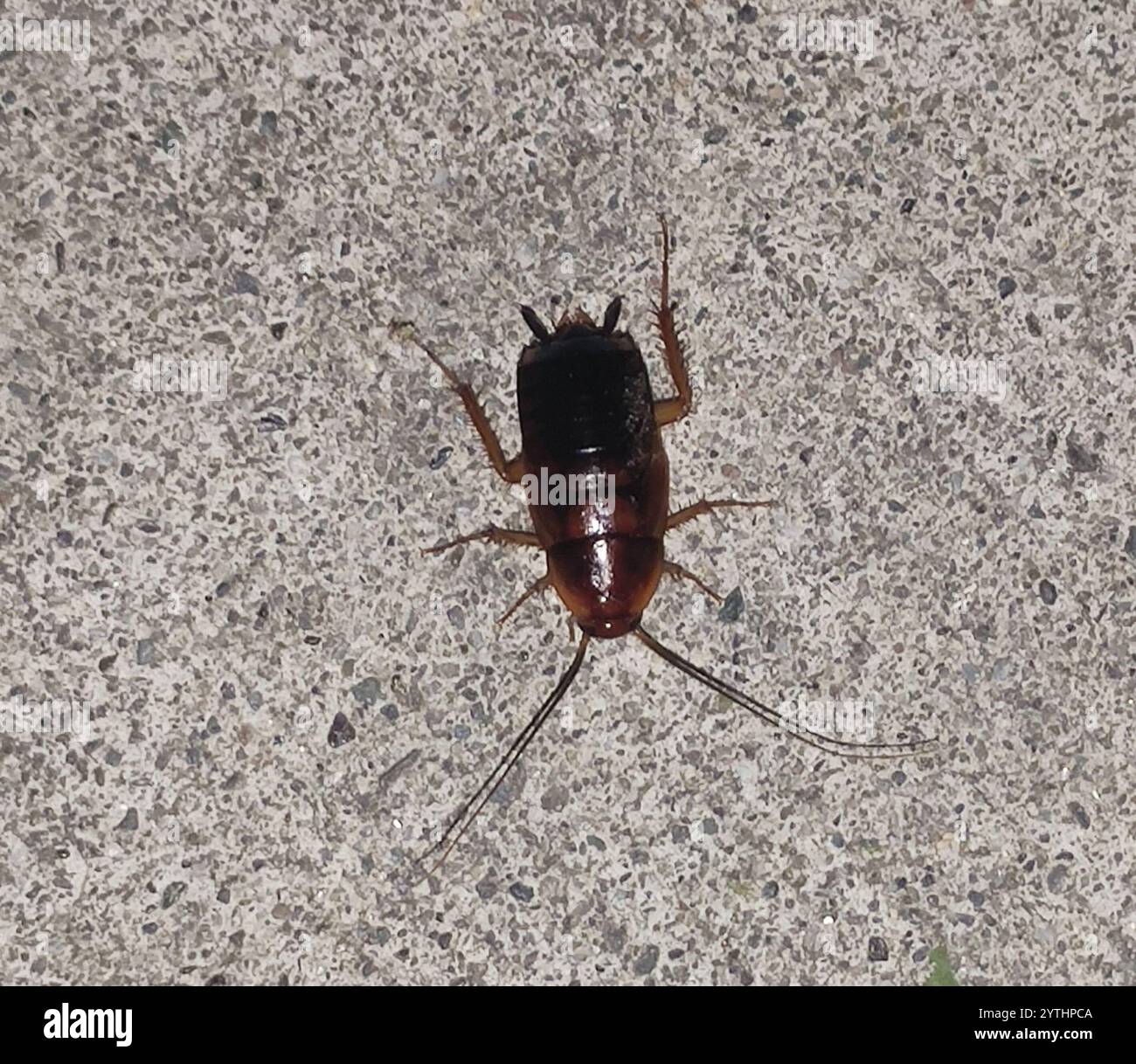 Cockroaches and Termites (Blattodea Stock Photo - Alamy