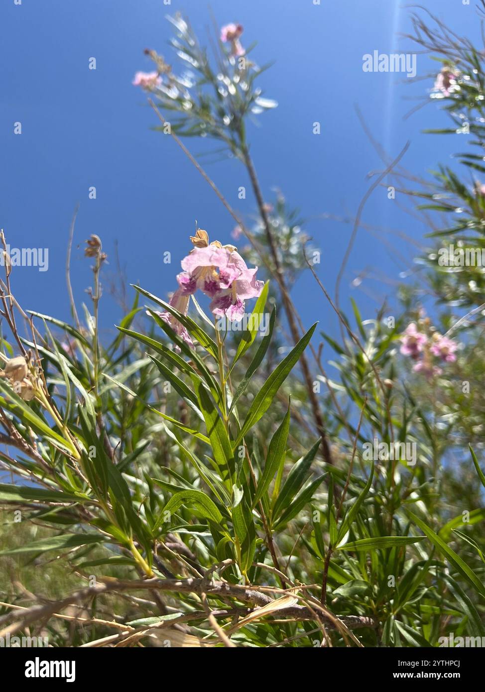 Desert willow chilopsis linearis hi-res stock photography and images ...