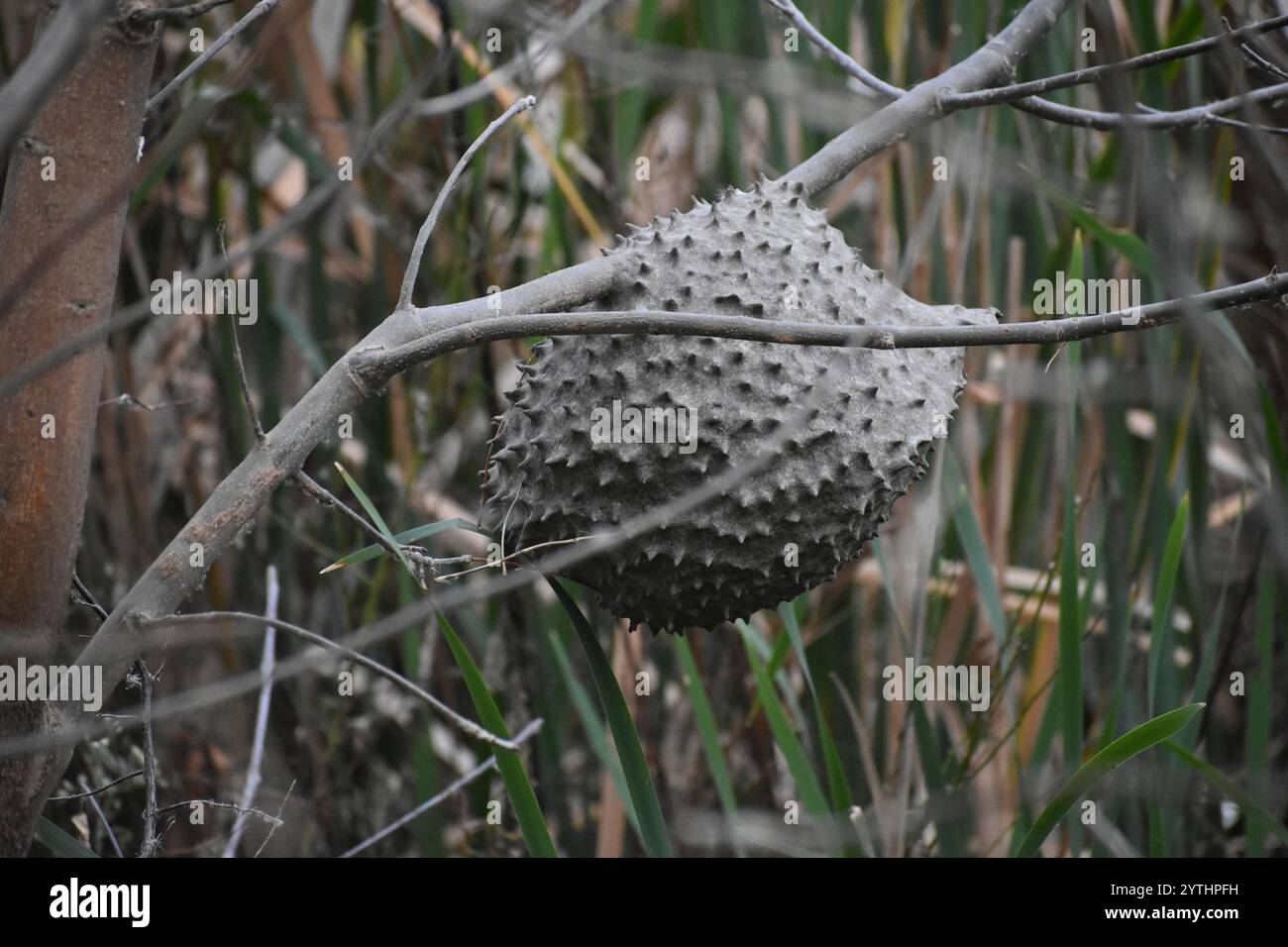 Camoati hi-res stock photography and images - Alamy