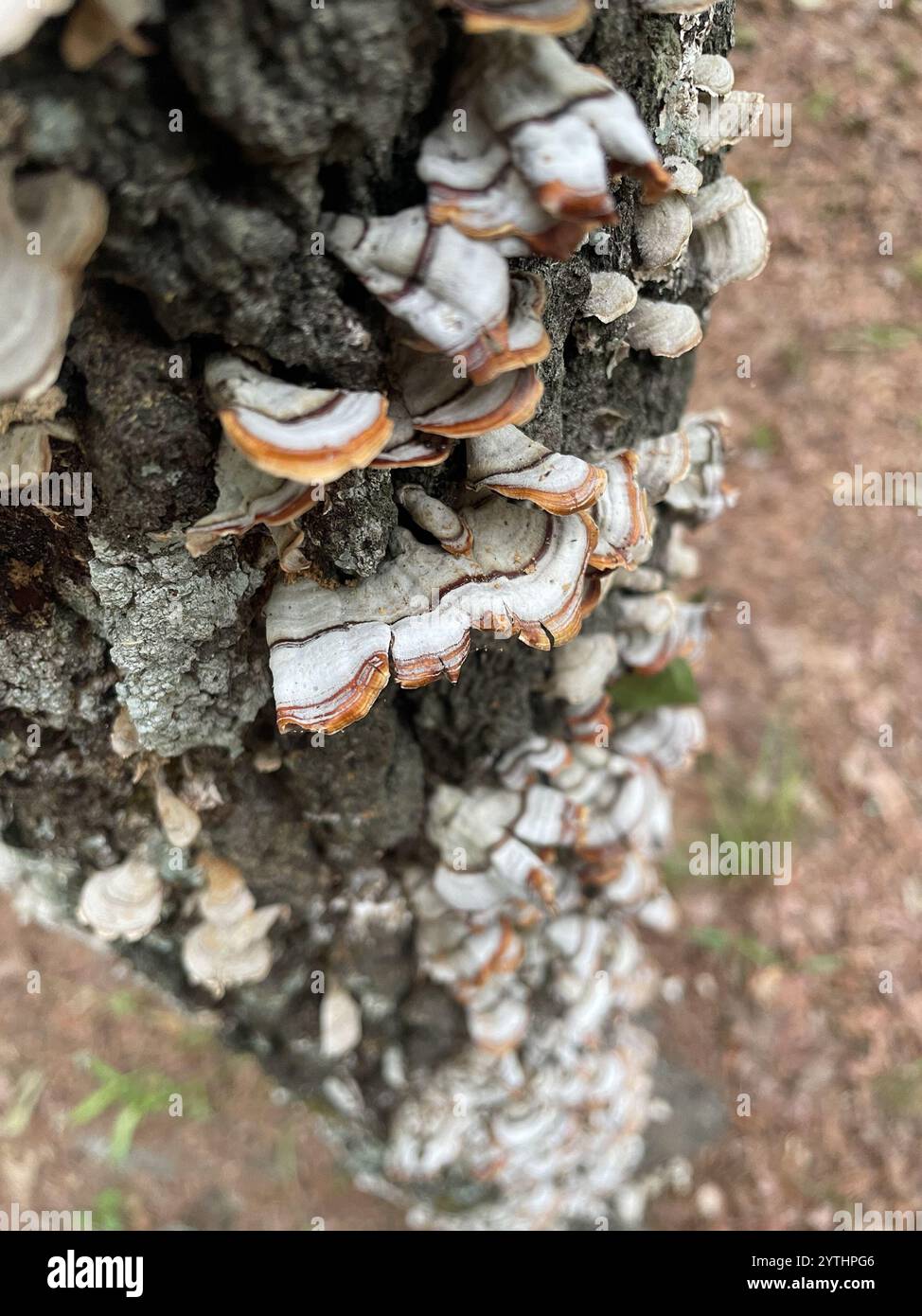 Stereum fasciatum hi-res stock photography and images - Alamy